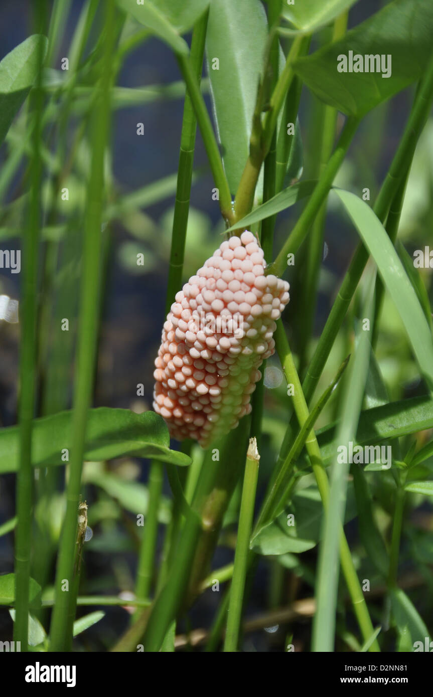 Dragonfly eggs hi-res stock photography and images - Alamy