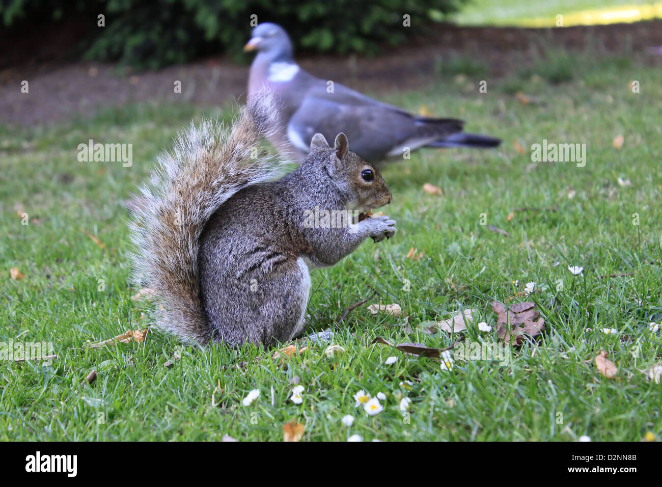 squirrel and pigeon Stock Photo - Alamy