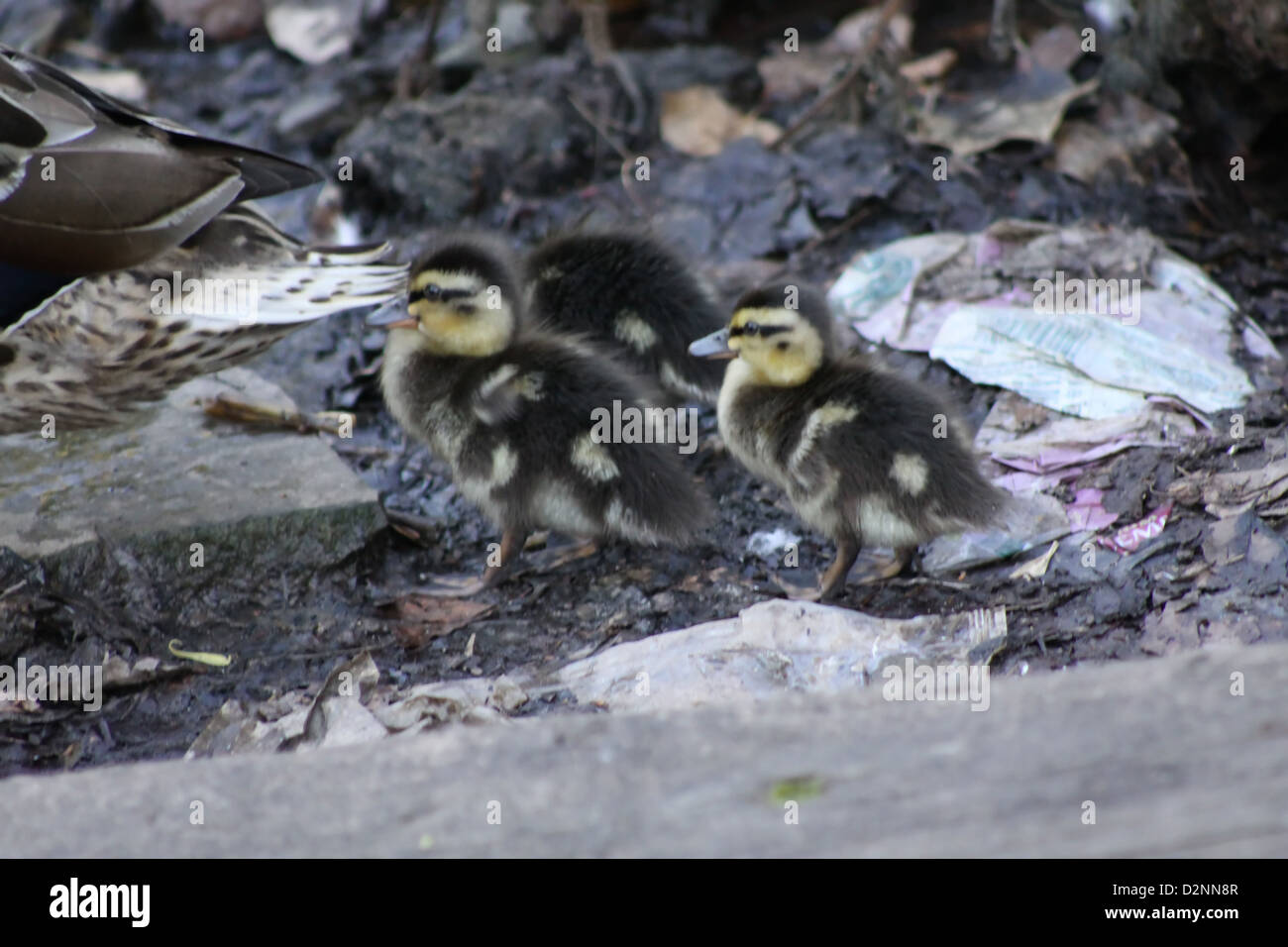 Big and small stones hi-res stock photography and images - Alamy