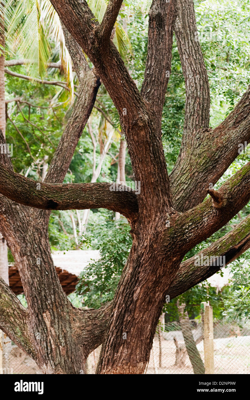 Tree in a zoo, Mysore Zoo, Mysore, Karnataka, India Stock Photo - Alamy