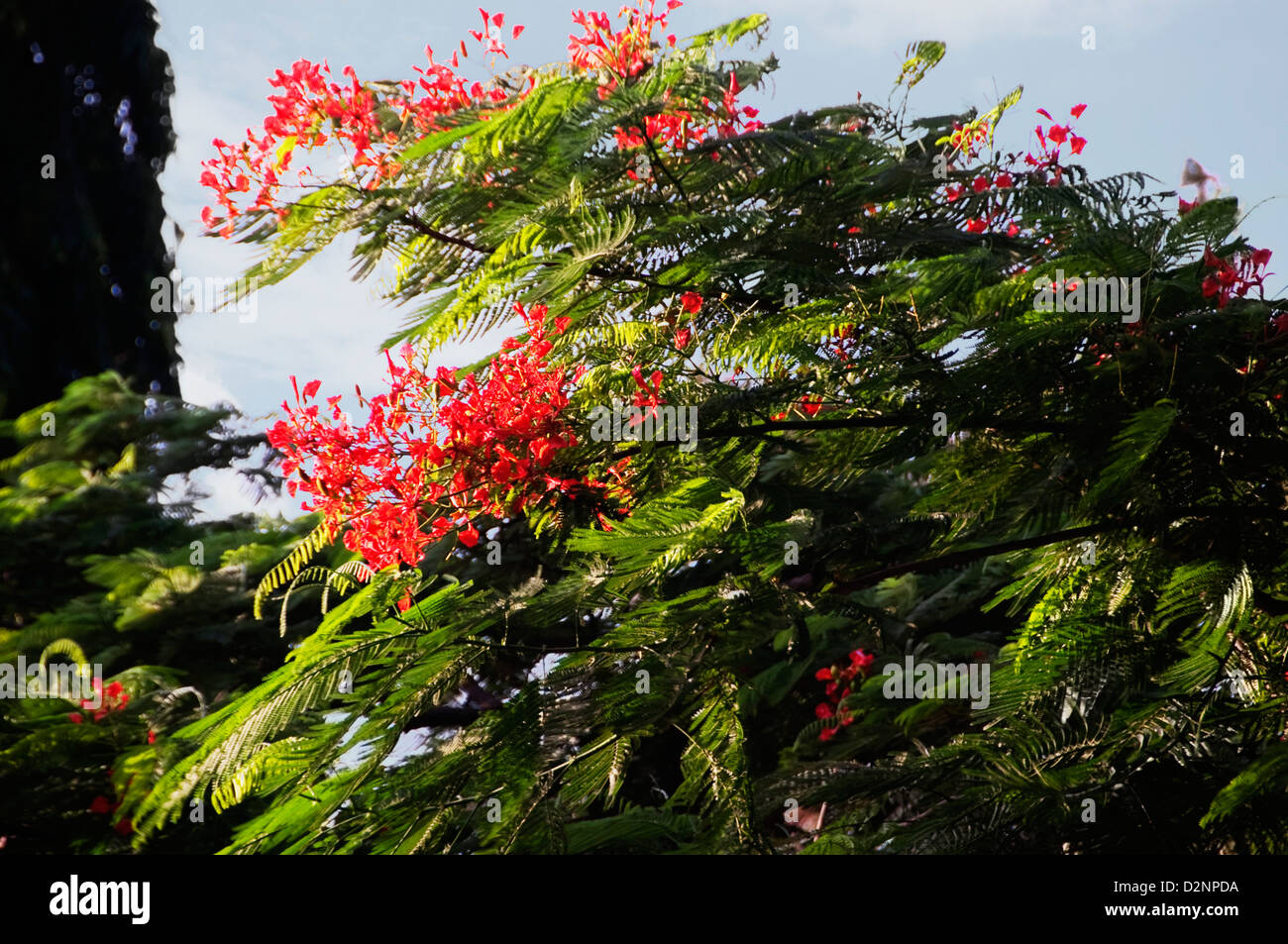 Low angle view of a tree, Tirupati, Chittoor District, Andhra Pradesh ...