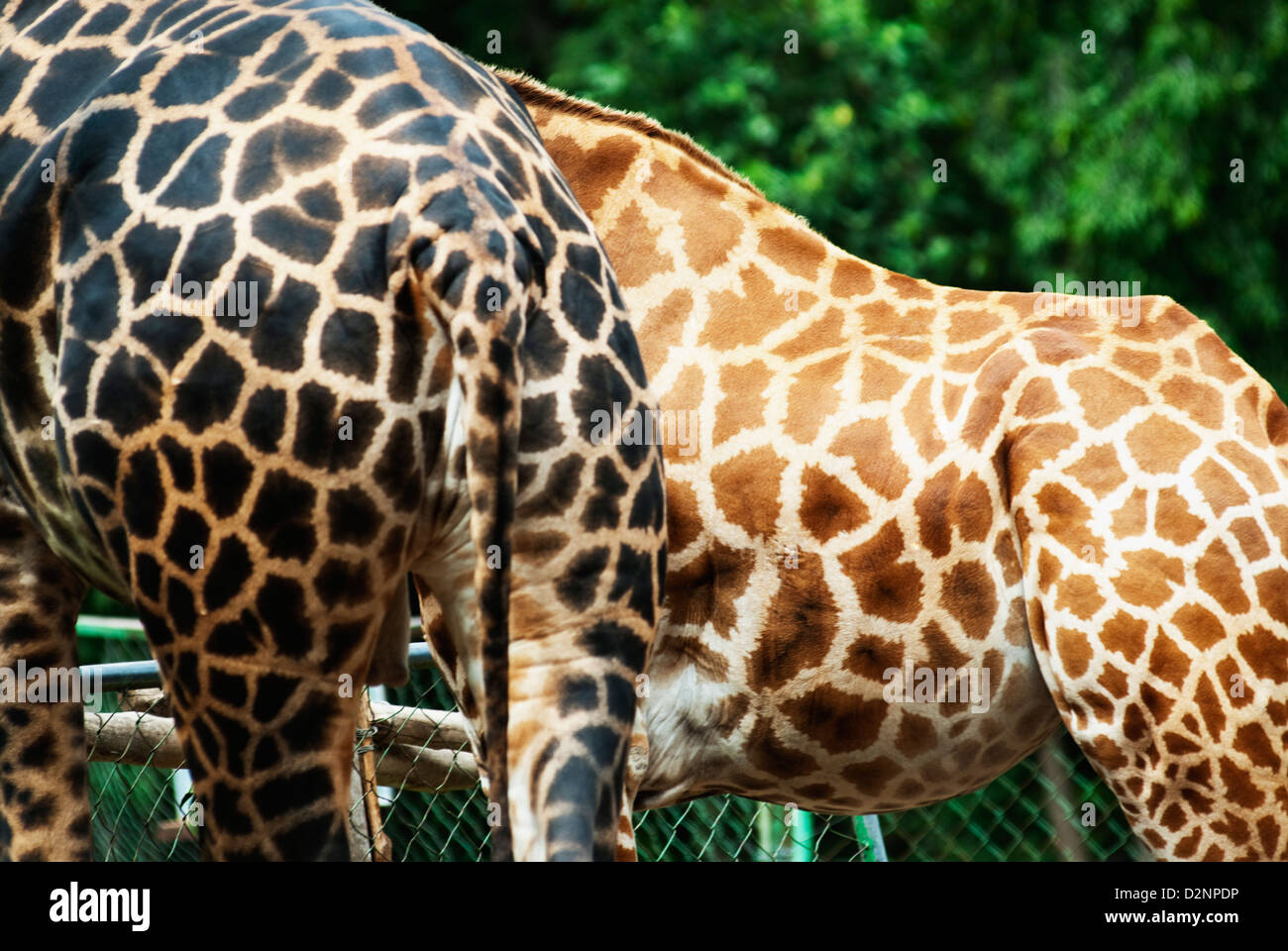 Giraffes (Giraffa camelopardalis) standing in a zoo, Mysore Zoo, Mysore ...