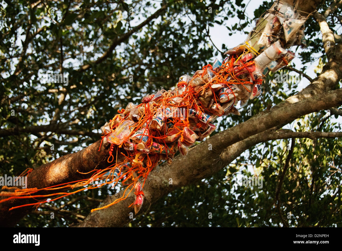 Holy threads tied on a tree, Tirupati, Chittoor District, Andhra ...