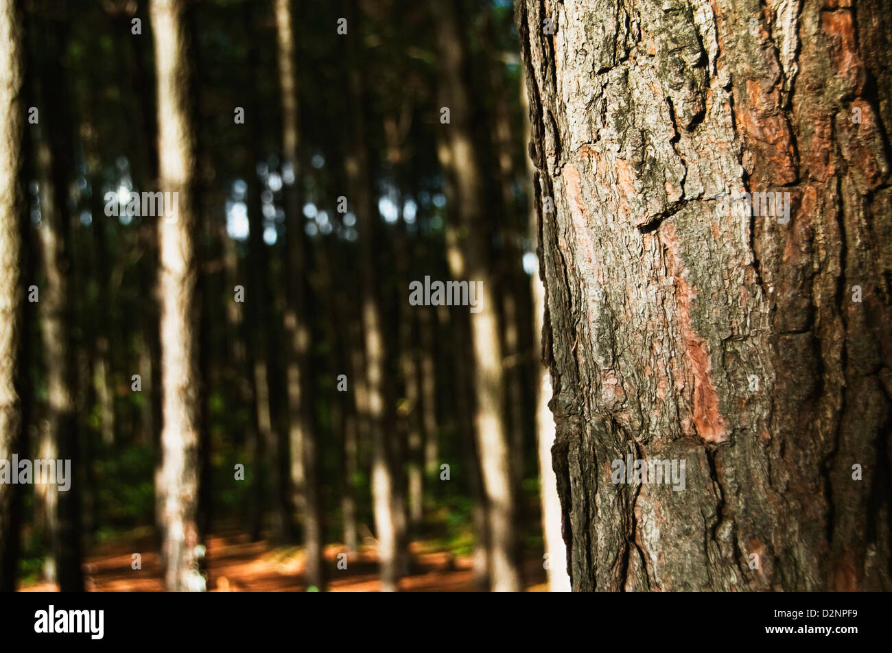 Trees in a forest, Tirupati, Chittoor District, Andhra Pradesh, India ...