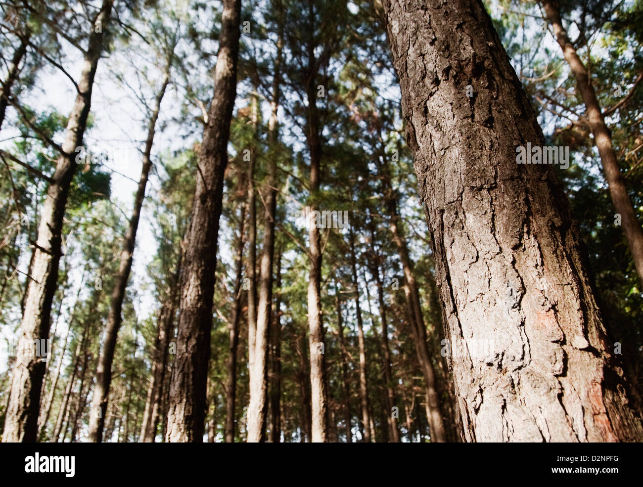 Trees in a forest, Tirupati, Chittoor District, Andhra Pradesh, India ...