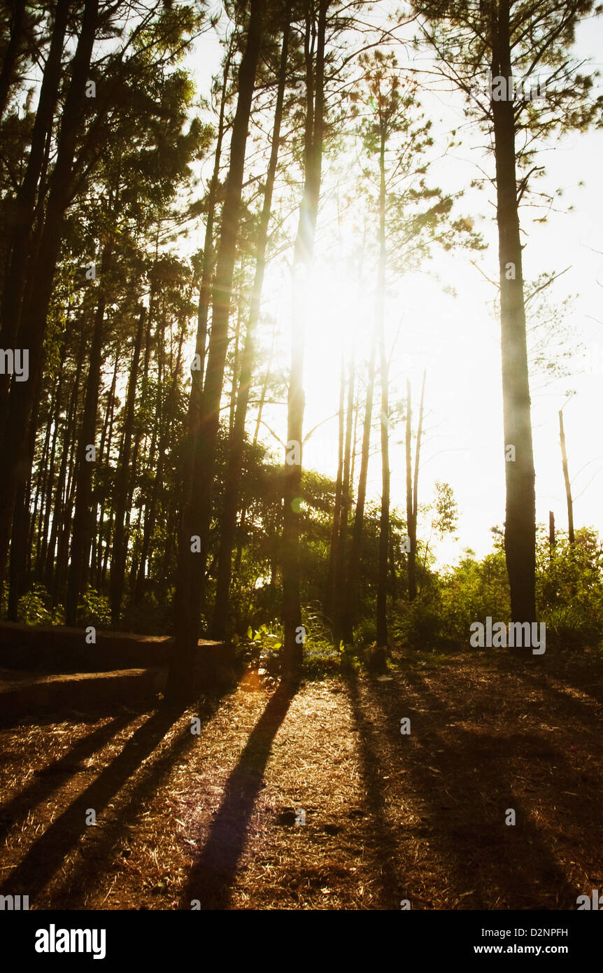 Trees in a forest, Tirupati, Chittoor District, Andhra Pradesh, India ...