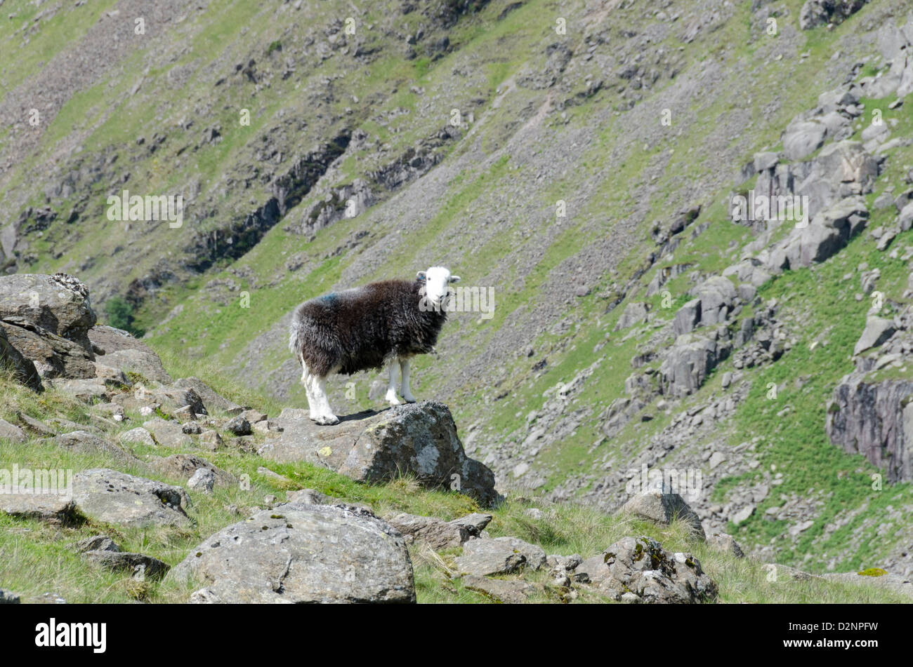 Rock mountain sheep hi-res stock photography and images - Alamy