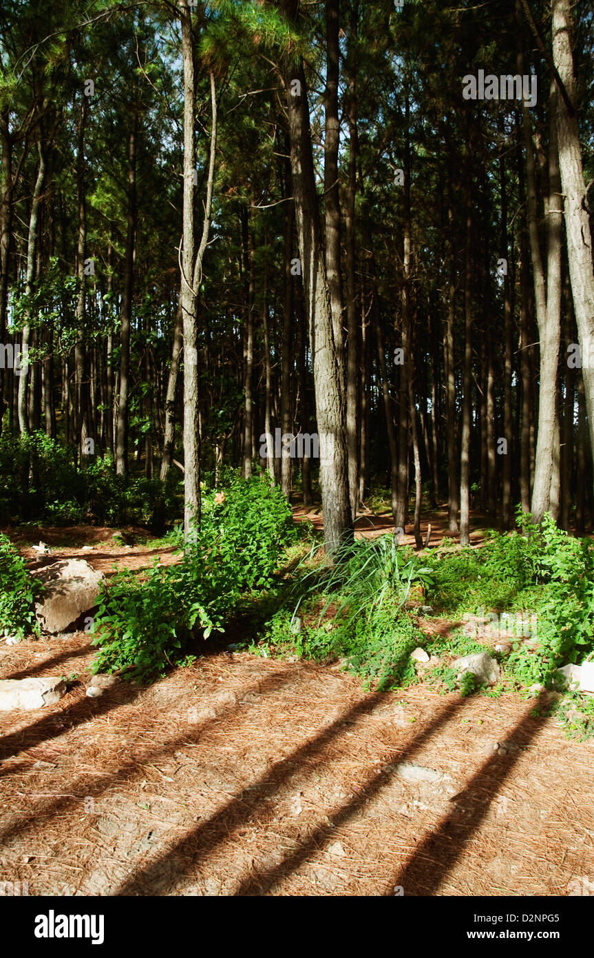 Trees in a forest, Tirupati, Chittoor District, Andhra Pradesh, India ...