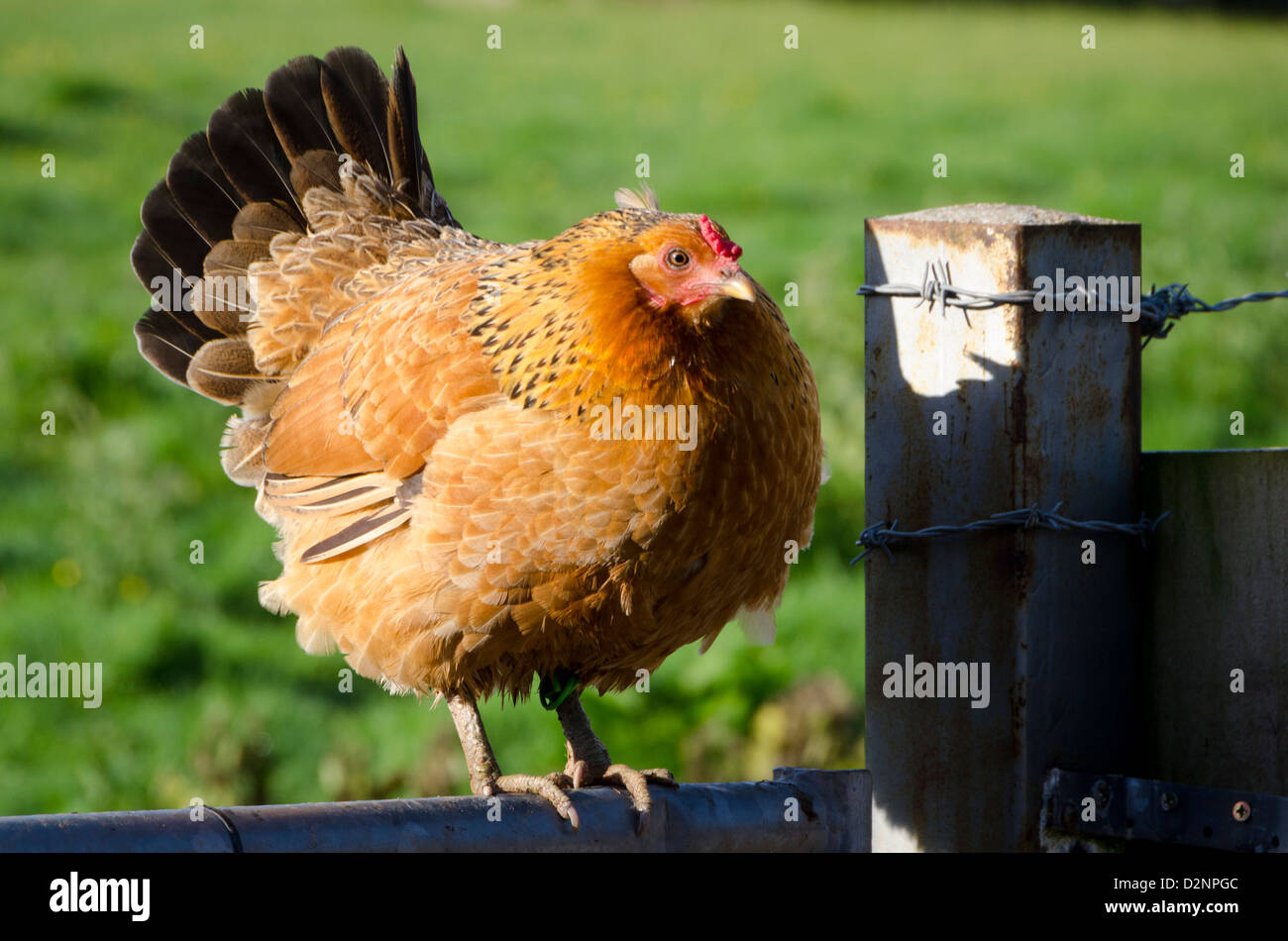 Gate farm hi-res stock photography and images - Alamy