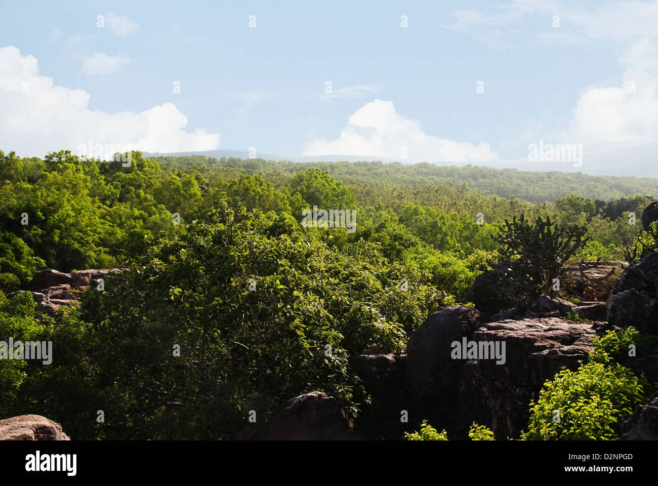 Trees in a forest, Tirupati, Chittoor District, Andhra Pradesh, India ...