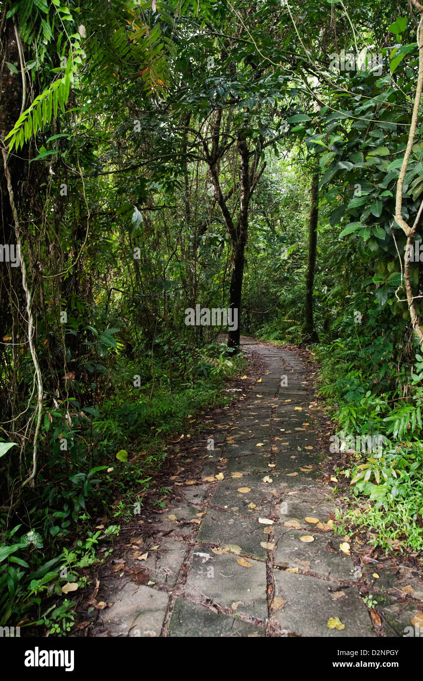 Trail passing through a forest, Tirupati, Chittoor District, Andhra ...