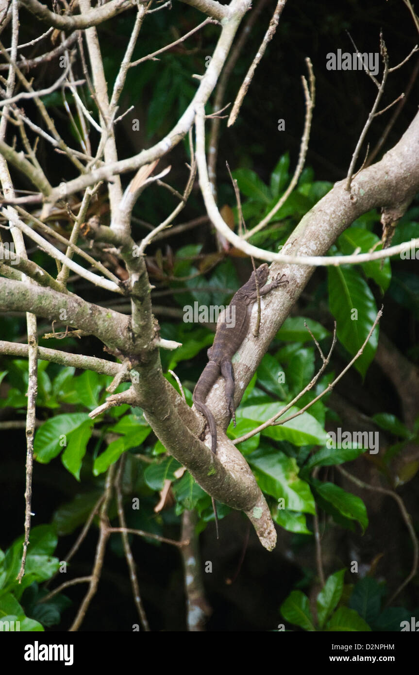 Lizard on twigs, Tirupati, Chittoor District, Andhra Pradesh, India ...
