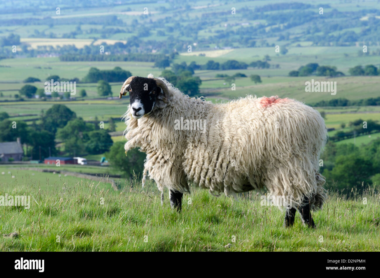 Murton cumbria hi-res stock photography and images - Alamy