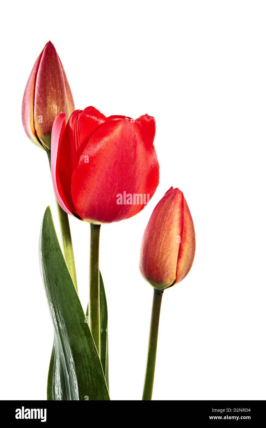 Opened closed flowers hi-res stock photography and images - Alamy