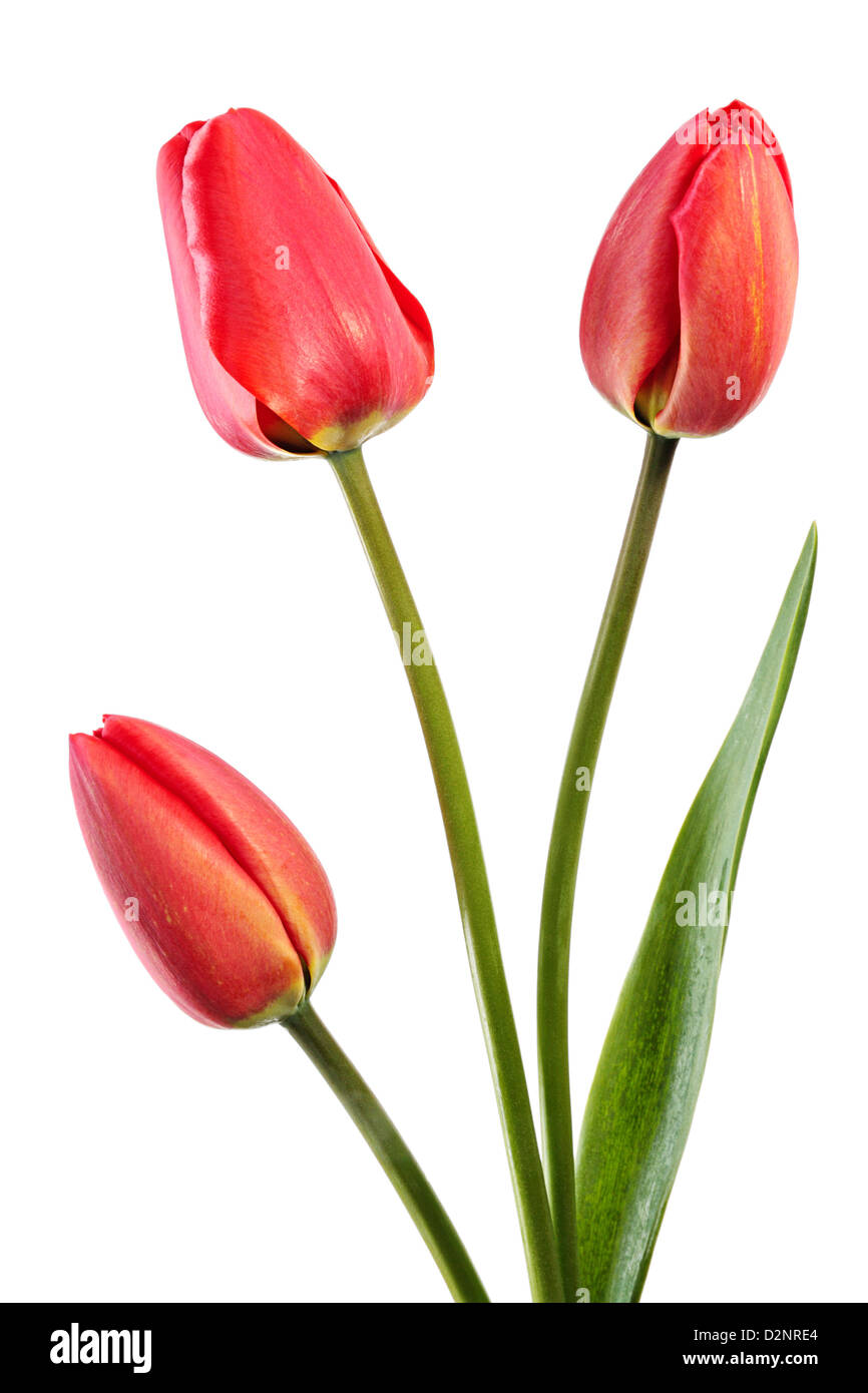 Tulips. Three closed flowers on a white background Stock Photo - Alamy