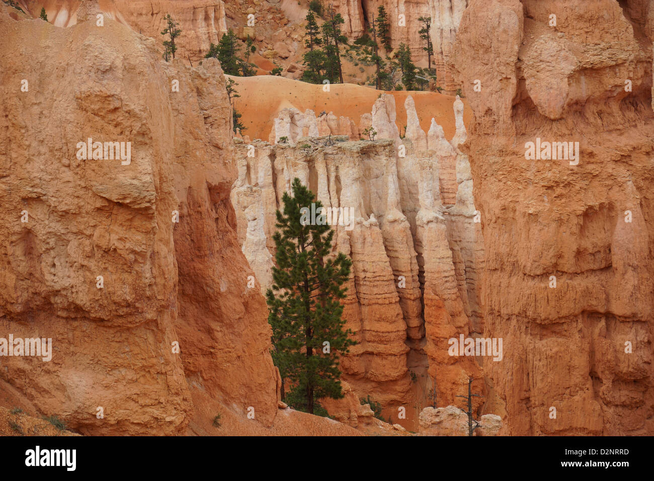 At the lower end of the Navajo trail @ Bryce Canyon National Park Stock ...