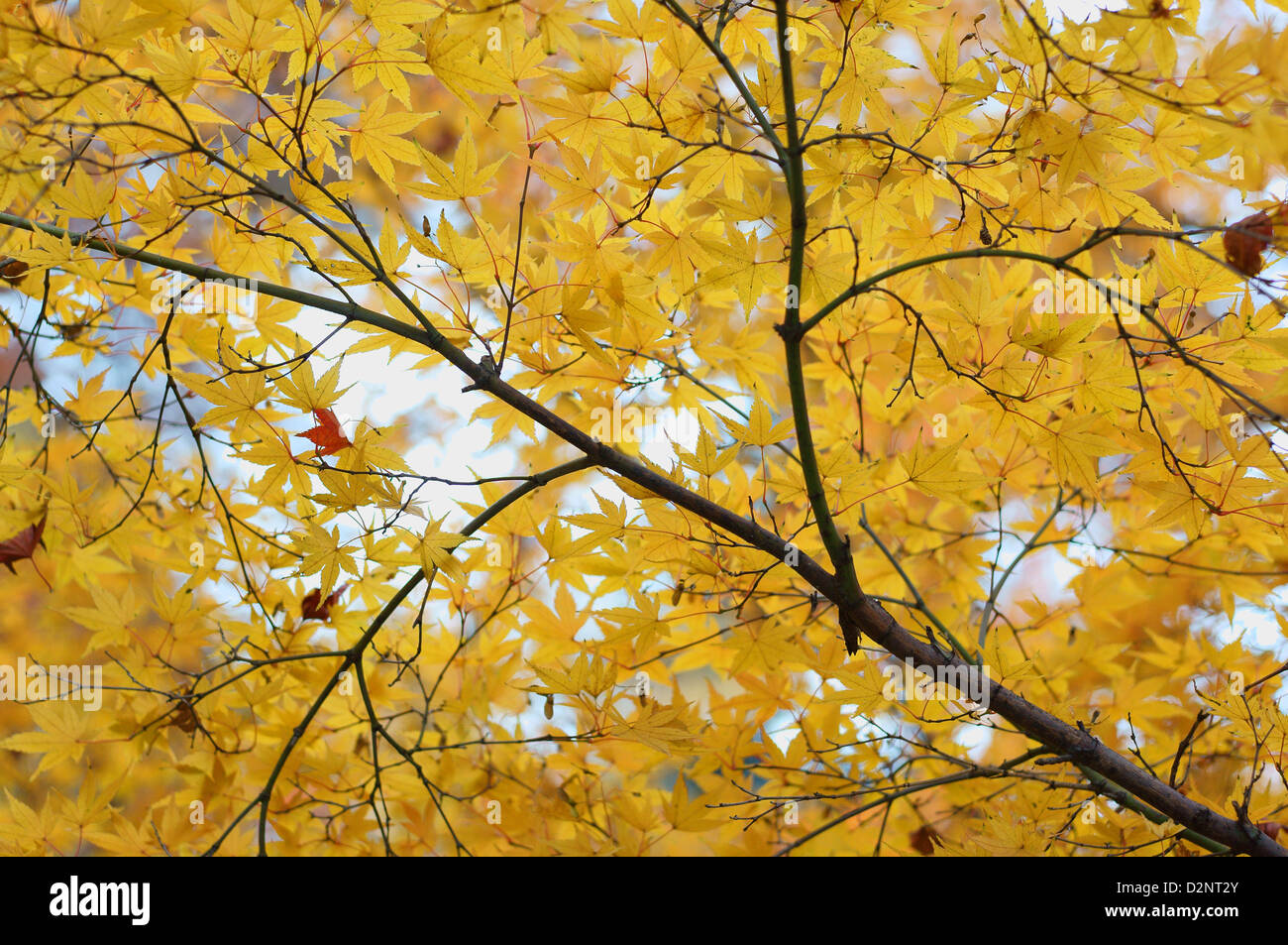 Yellow japanese maple tree autumn leaves Stock Photo - Alamy