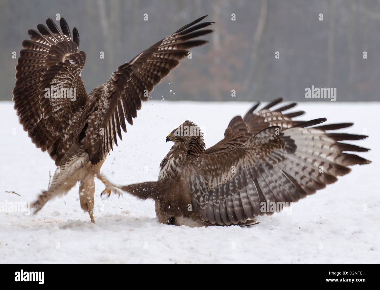 Food fight lunch hi-res stock photography and images - Alamy