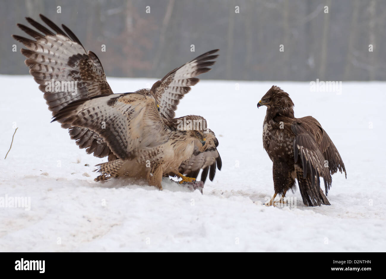 Food fight lunch hi-res stock photography and images - Alamy