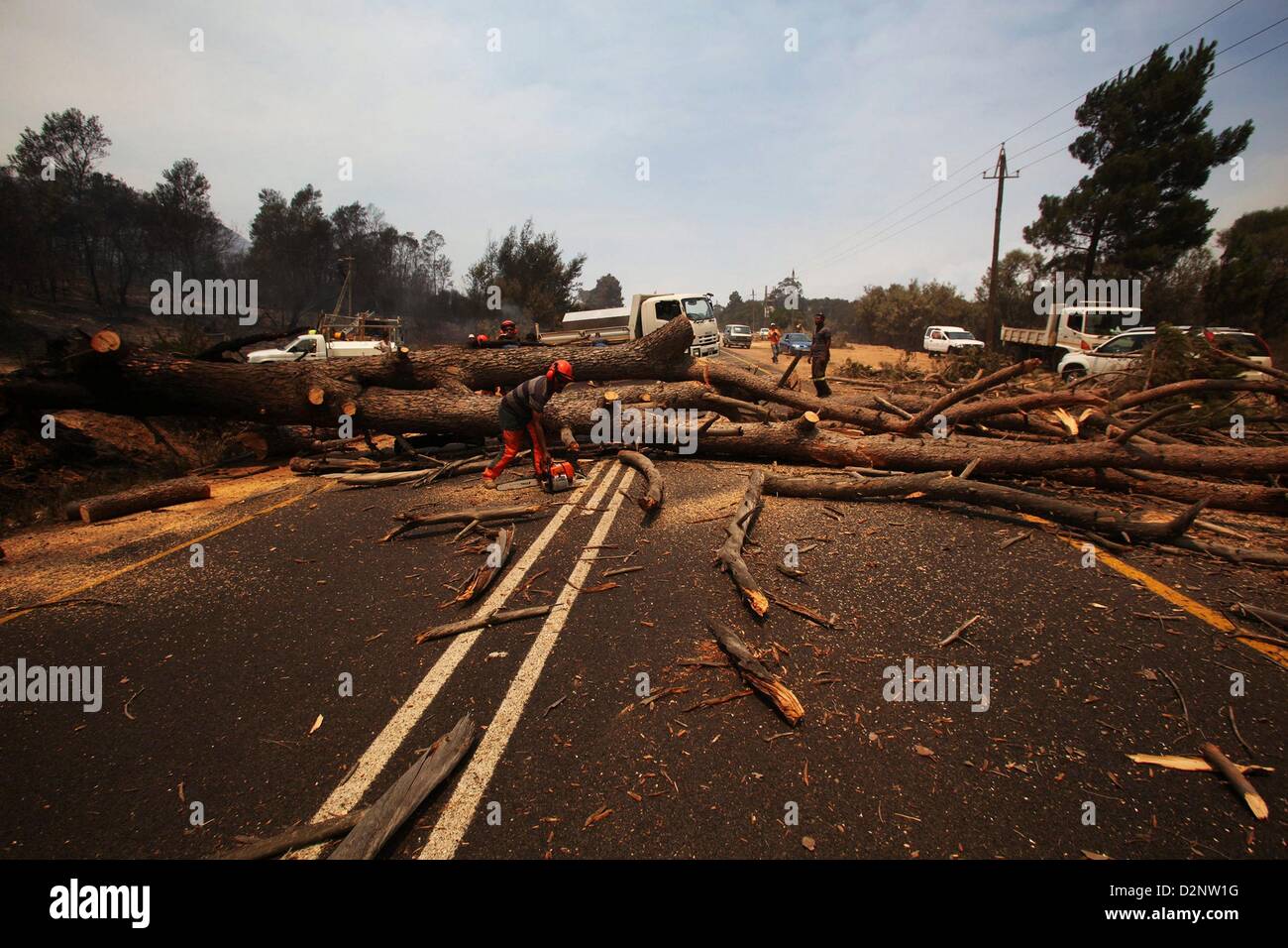 Paarl, South Africa. 29th January 2013. Tree fellers clear a tree that ...