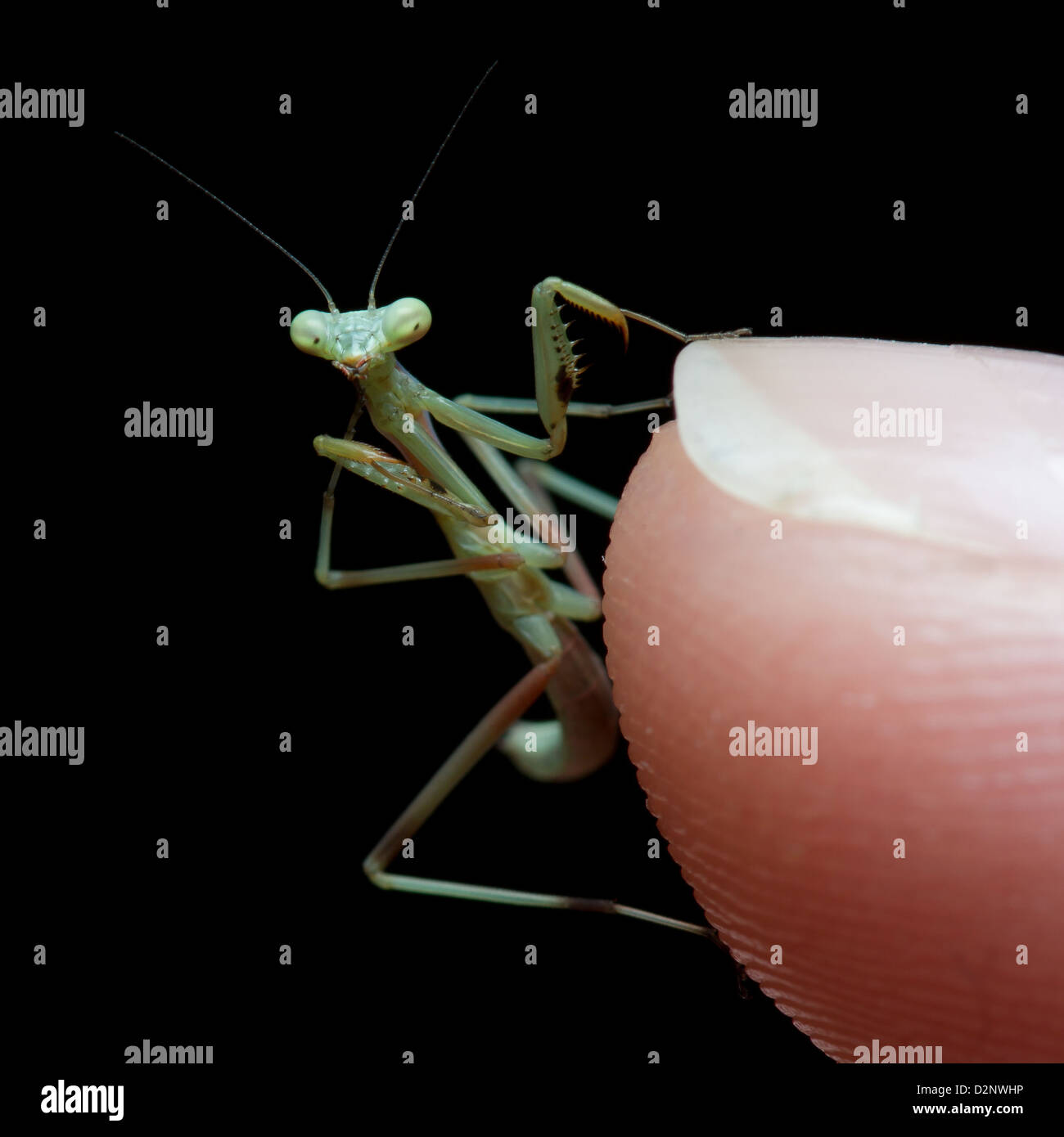 Baby praying mantis Stock Photo - Alamy