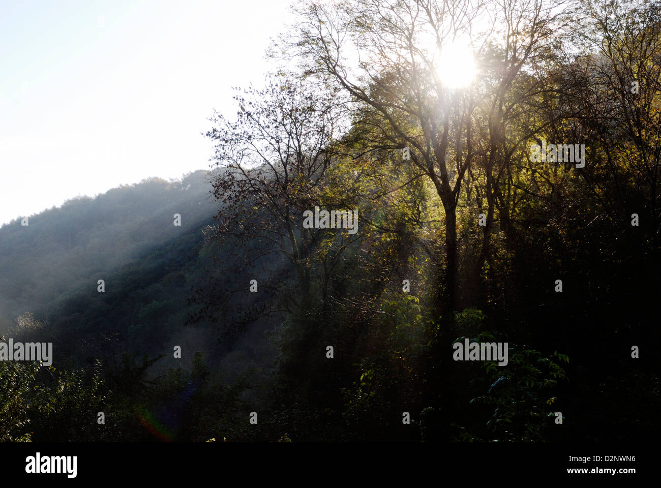 Shaft sunbeam sun fraxinus excelsior broadleaved landscape temperate ...