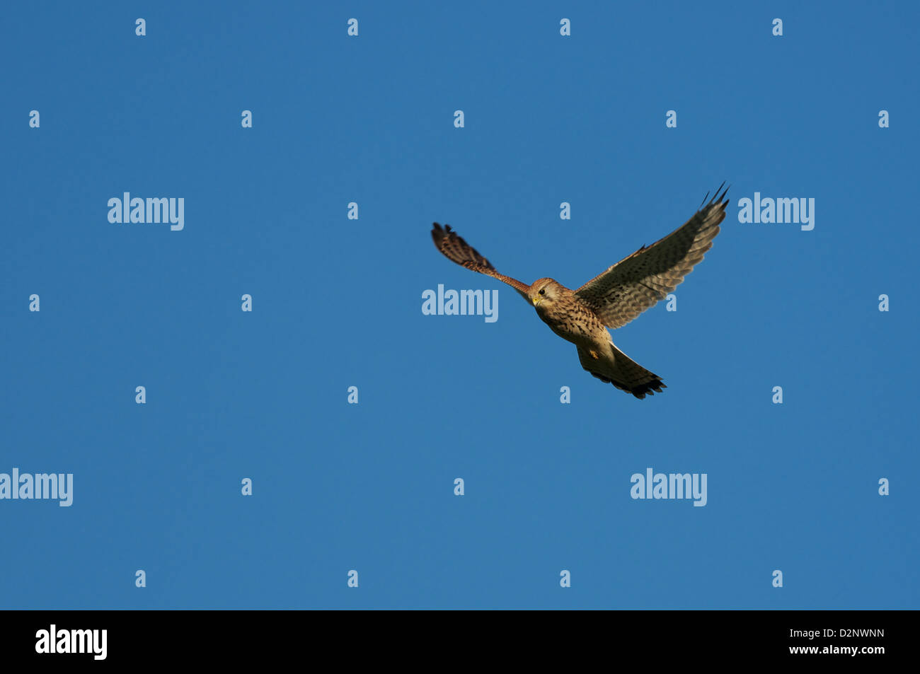 Female Common Cestrel while hunting Stock Photo - Alamy