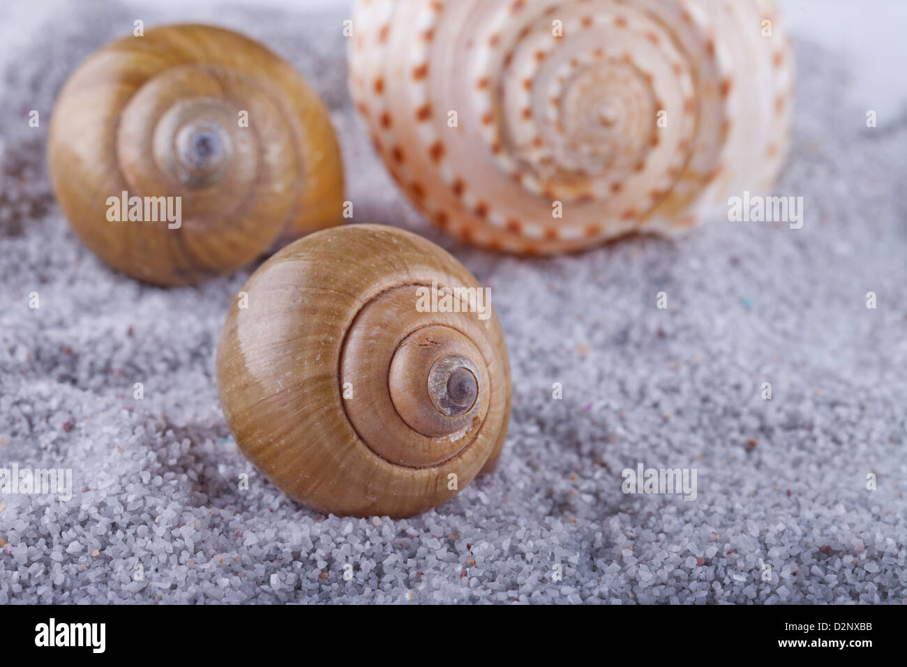 Nautilus shell sea shells hi-res stock photography and images - Alamy