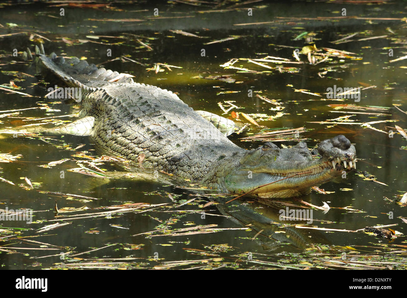 Indian gharial ( Gavialis gangeticus Stock Photo - Alamy
