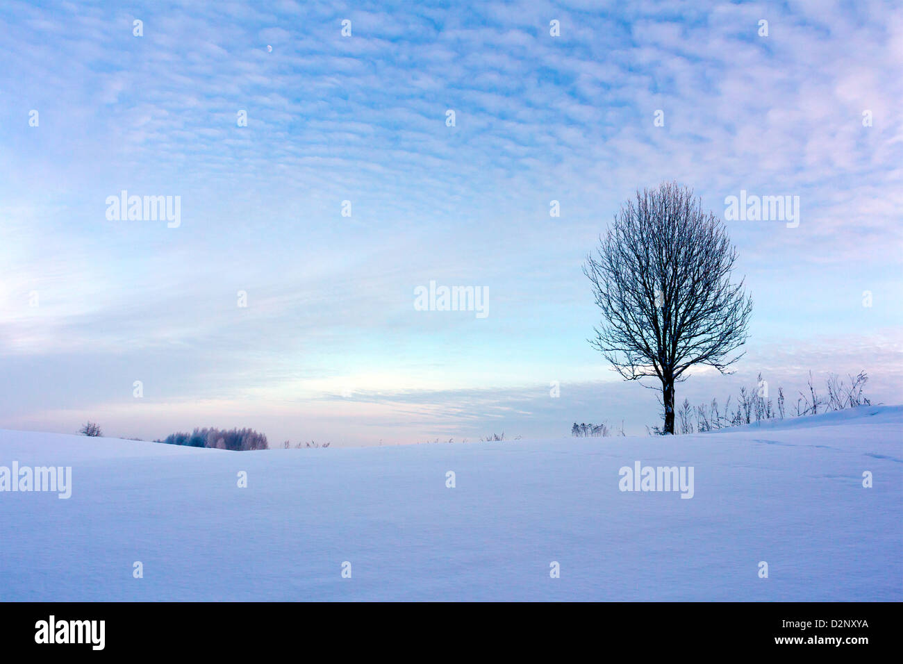 Setting sun and small tree hi-res stock photography and images - Alamy