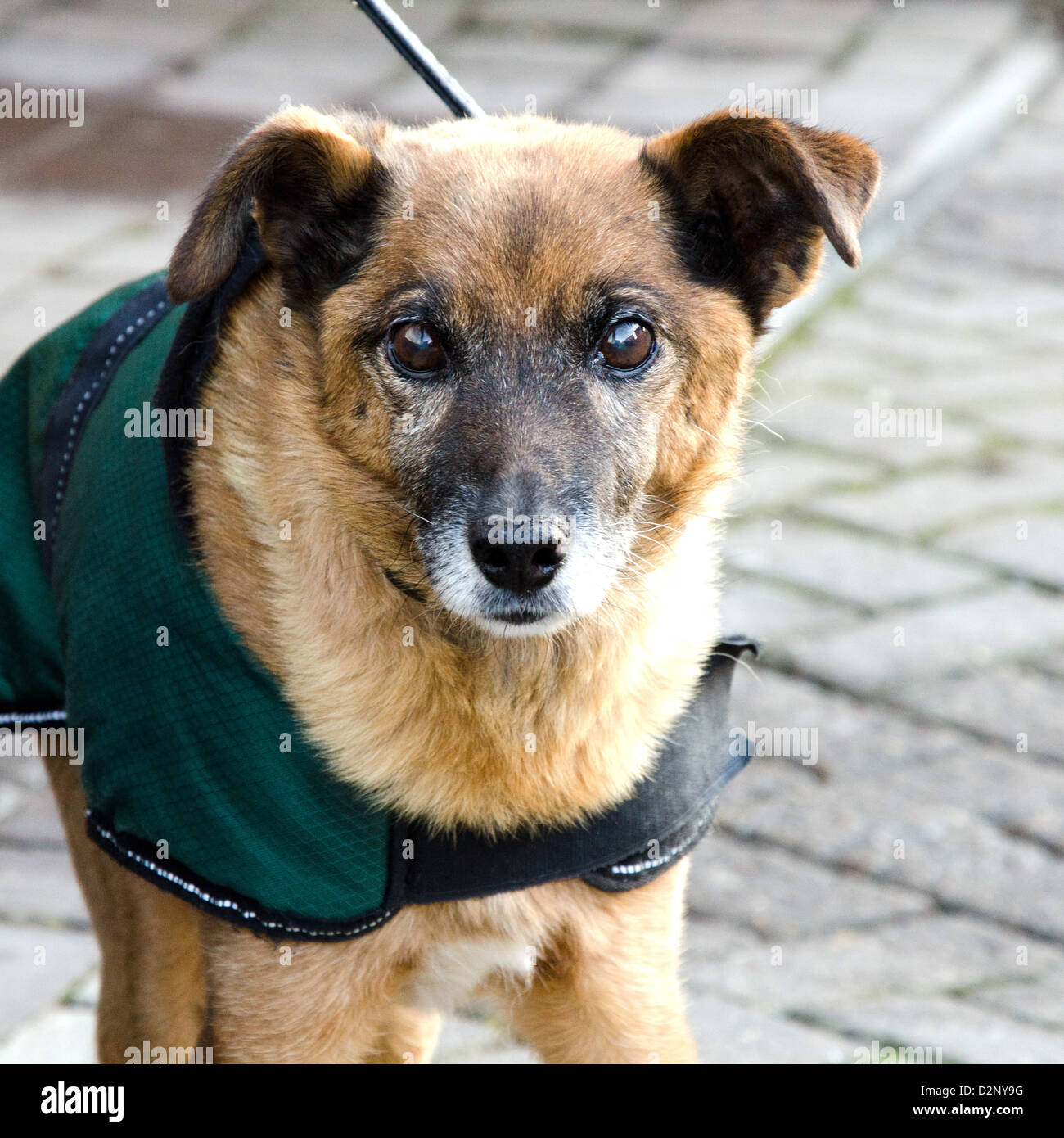 Return of dog hi-res stock photography and images - Alamy