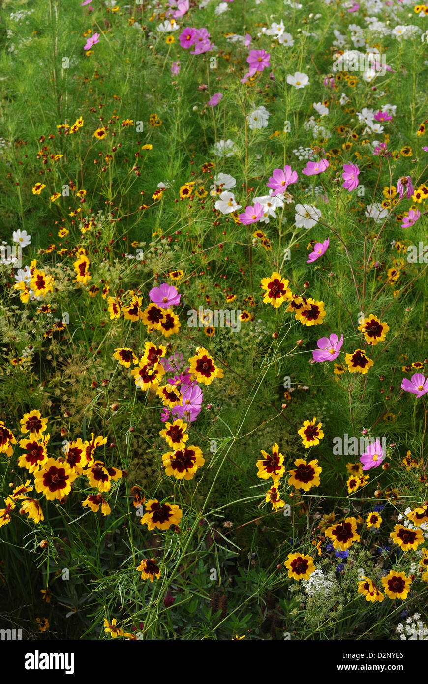 Field of mixed wild flowers planted in park. London. England Stock ...