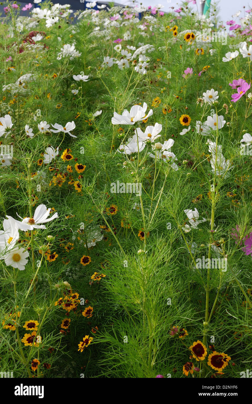 Field of mixed wild flowers planted in park. London. England Stock ...