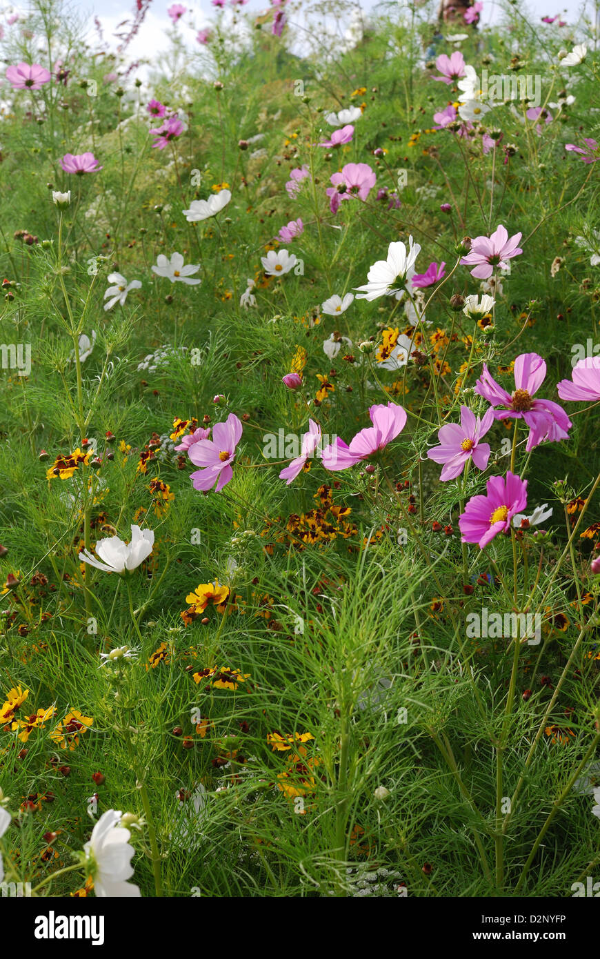 Field of mixed wild flowers planted in park. London. England Stock ...