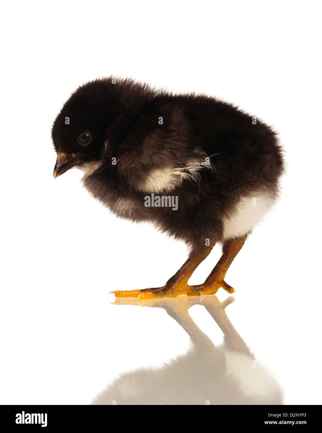 Cute little chicken isolated on white background Stock Photo - Alamy