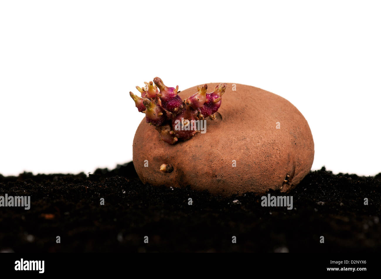 Old potato with sprouts in black soil isolated on white background ...