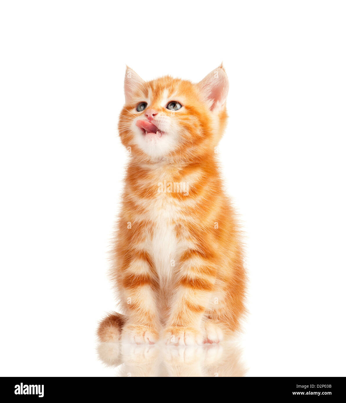Cute little red kitten isolated on white background Stock Photo - Alamy