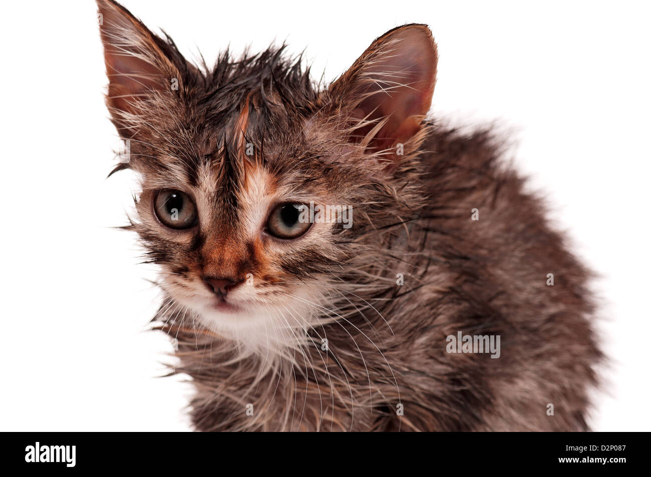 Wet little kitten isolated on white background Stock Photo - Alamy