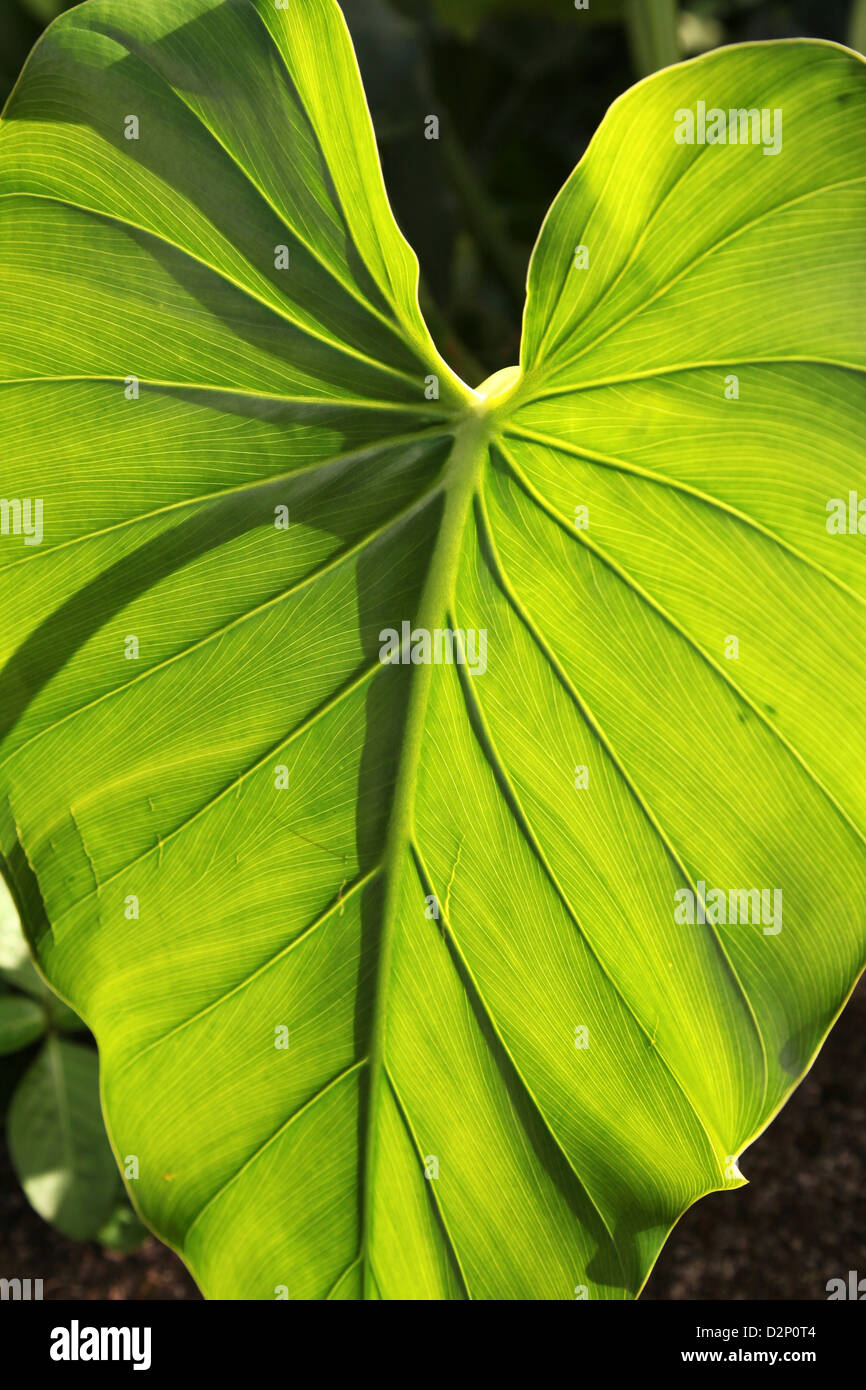 Close up of a giant jungle leaf backlit by the sun Stock Photo - Alamy