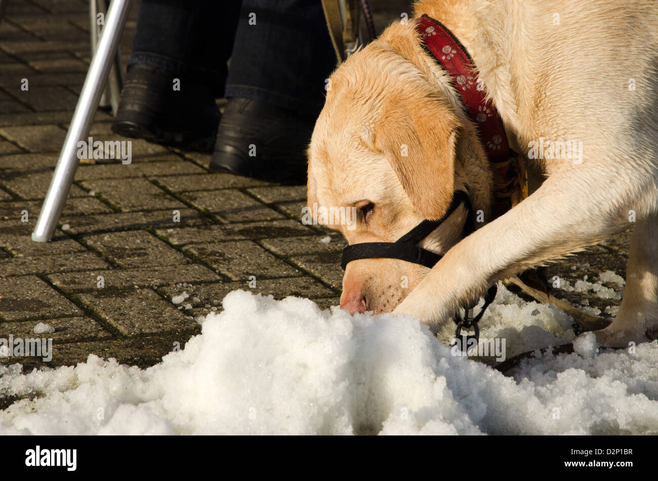 Labrador eating hi-res stock photography and images - Alamy