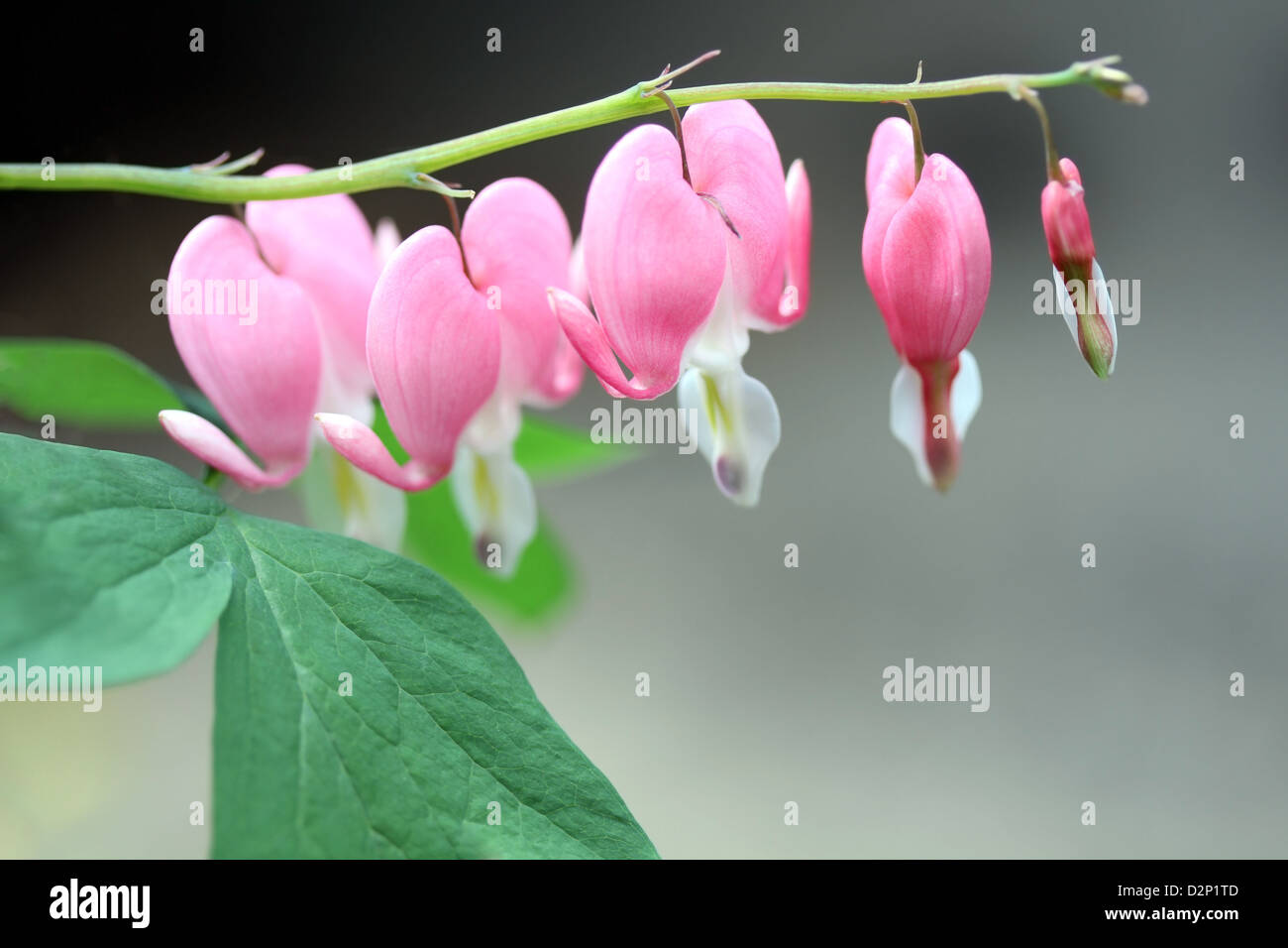 Branch of pink flowers Stock Photo - Alamy