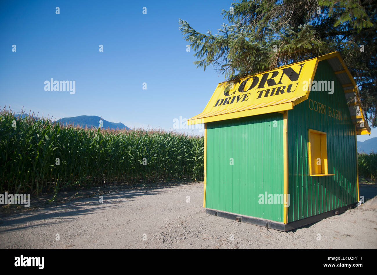Corn shack and corn field Stock Photo - Alamy
