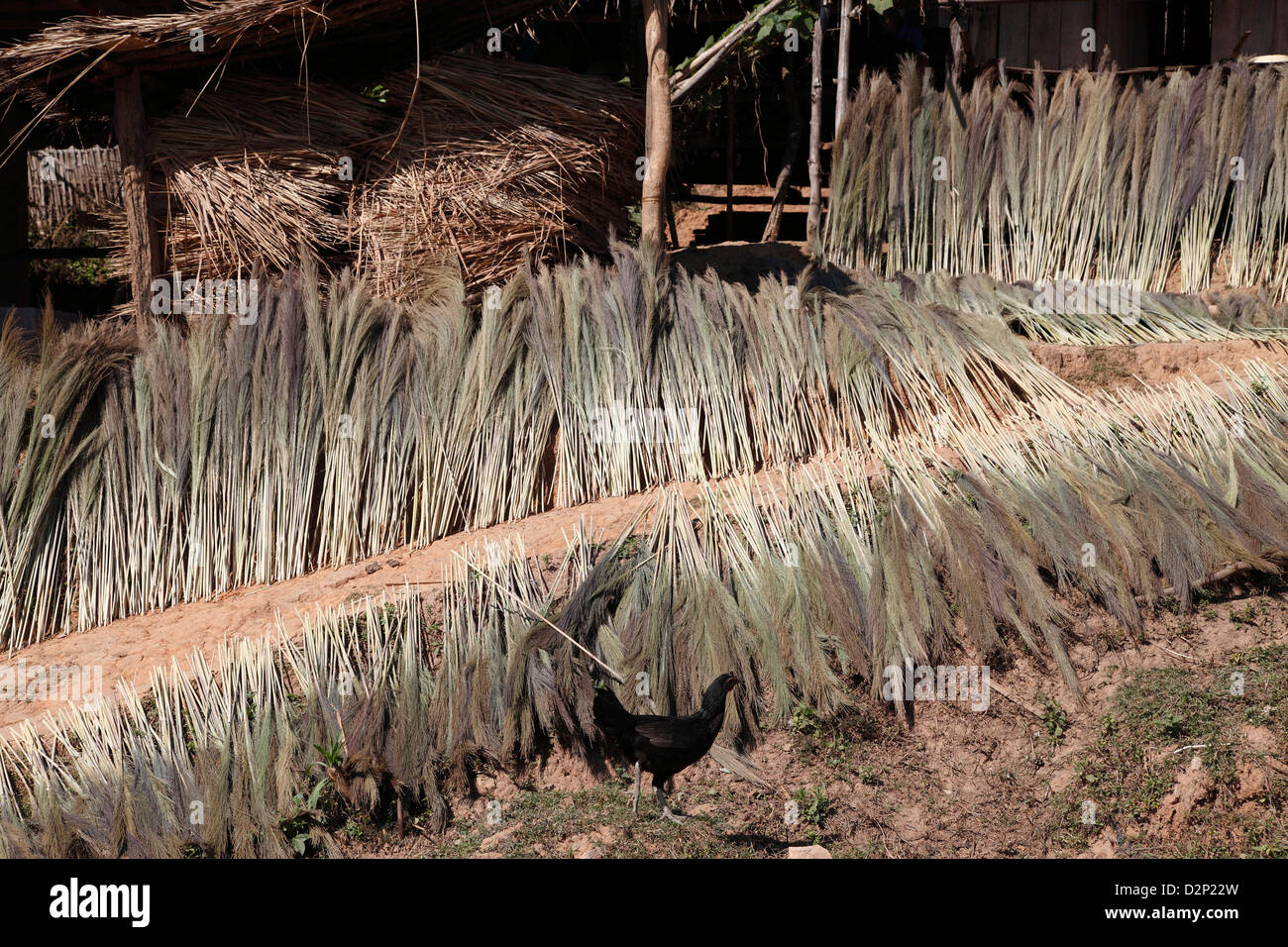 Brush grass drying, used for thatching roofs and making brooms Stock ...