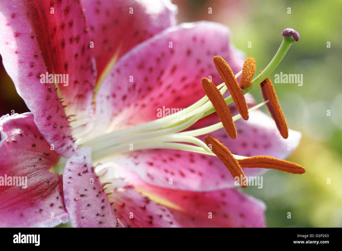 A close-up of a lily Stock Photo - Alamy