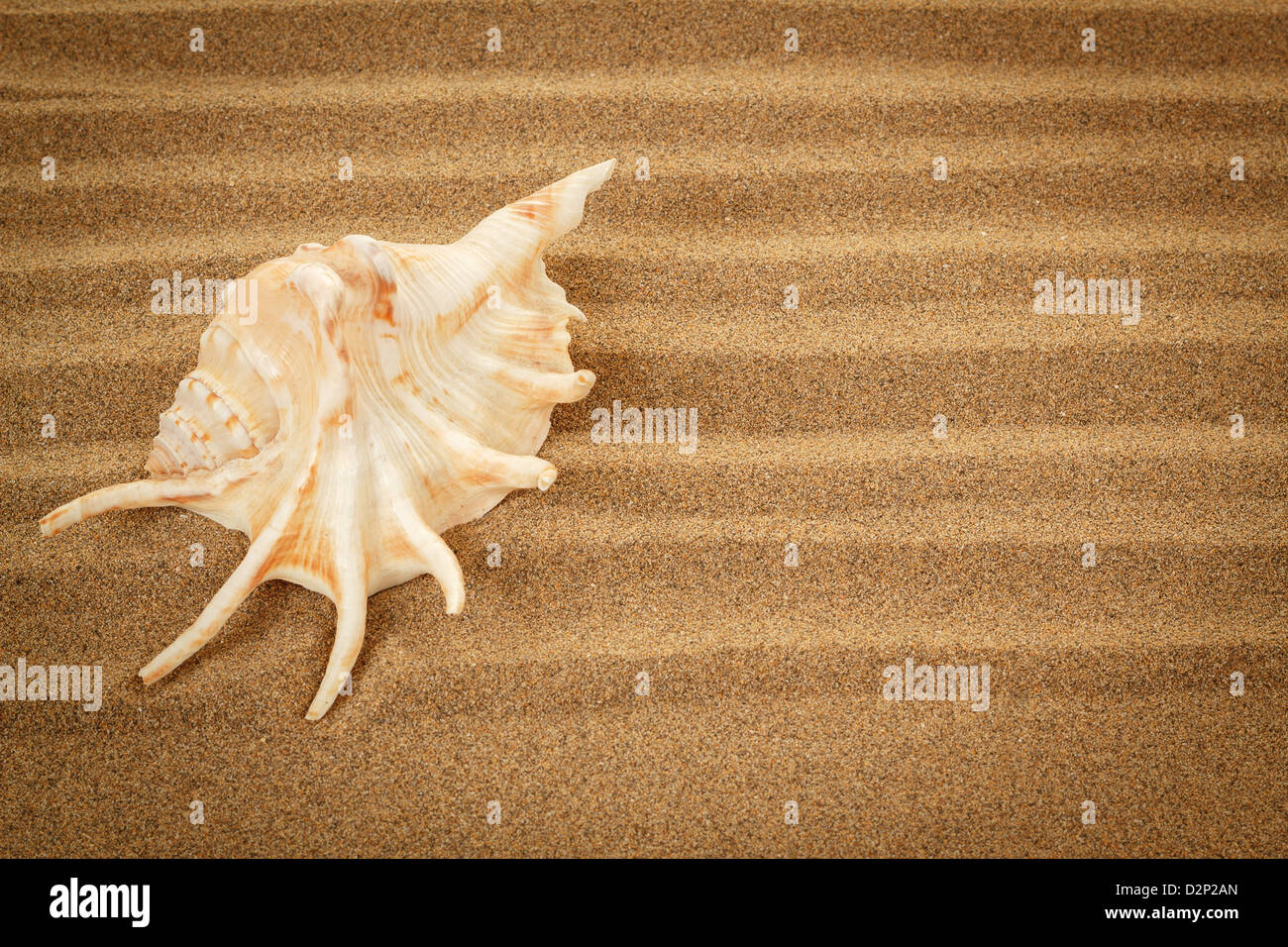 seashell with sand as background or backdrop Stock Photo - Alamy