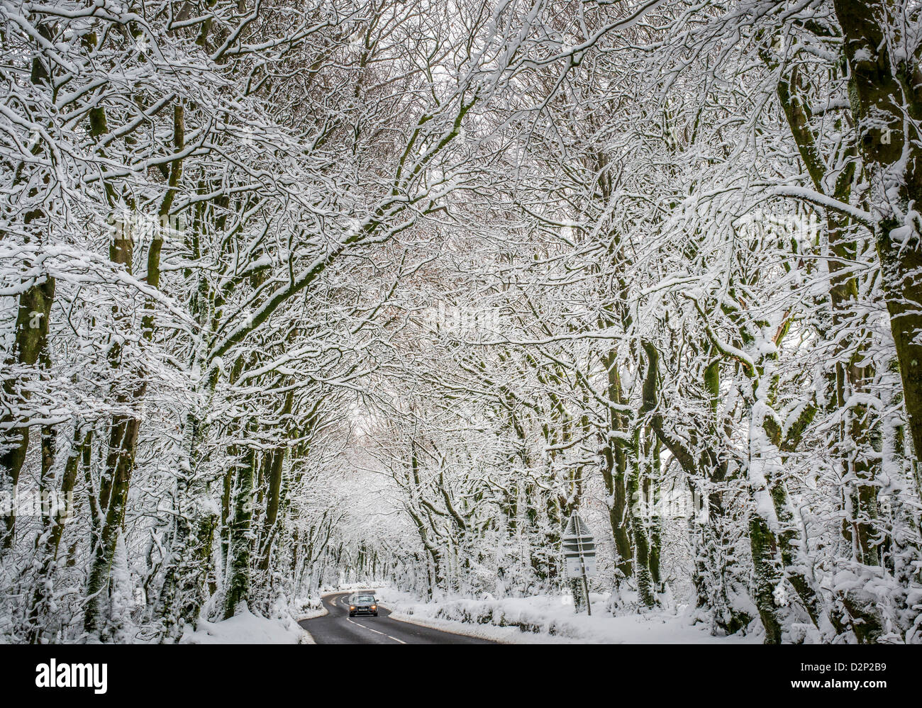 Enchanted Snow Scenes