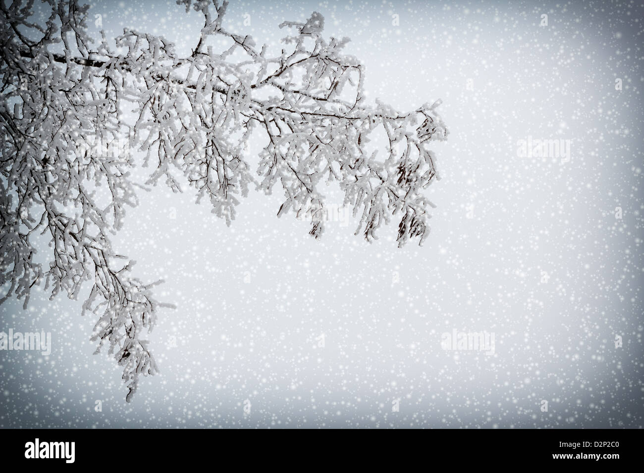 snowy branch with vignette and snowfall for background Stock Photo - Alamy