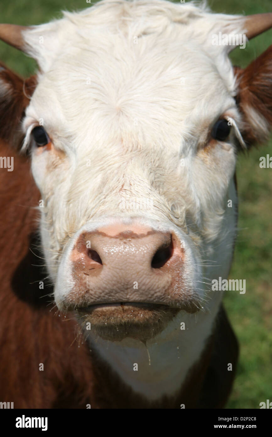 A Hereford steer close up and personal Stock Photo - Alamy