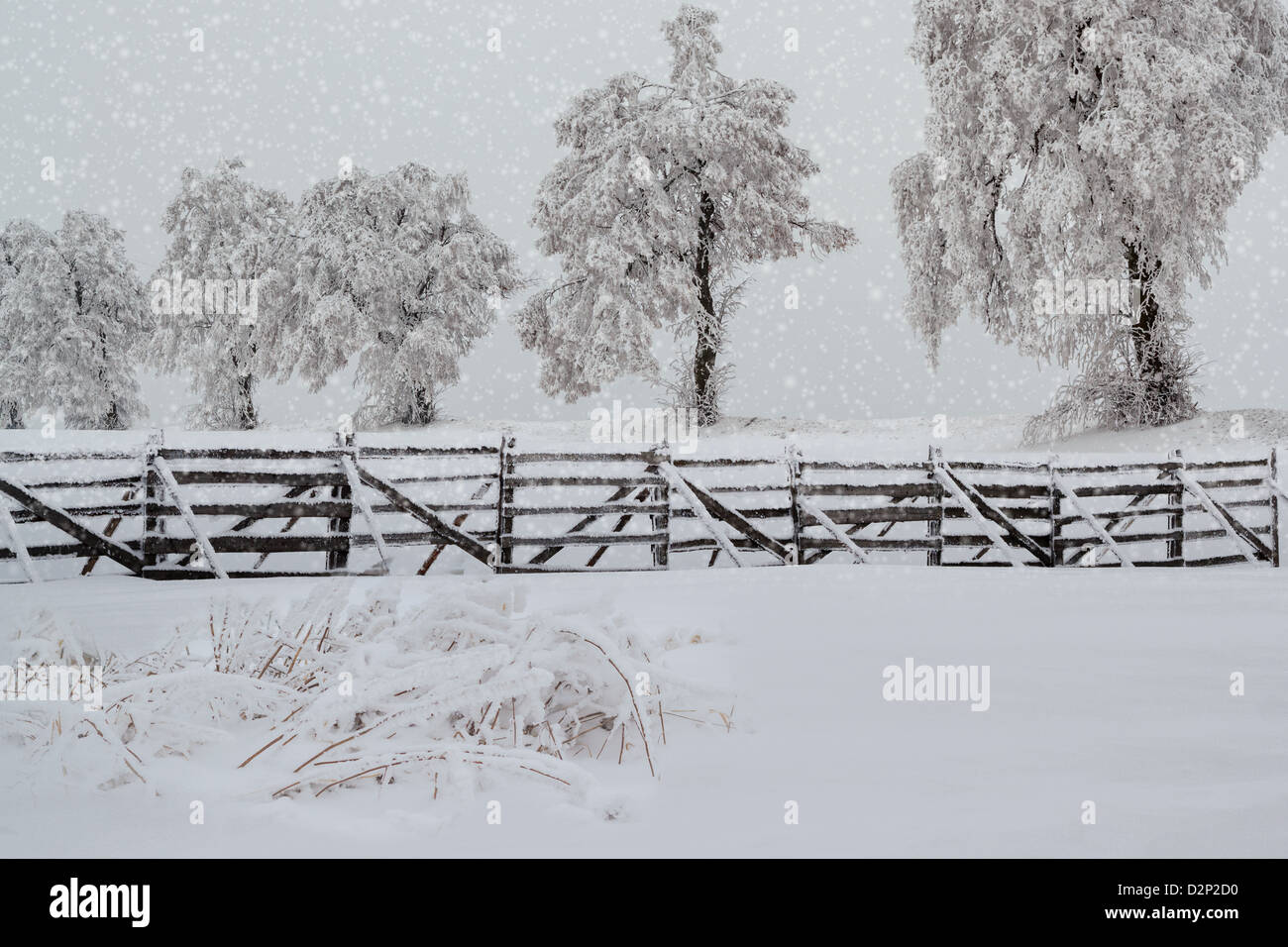 Nice winter landscape with trees snow in frosty day Stock Photo - Alamy