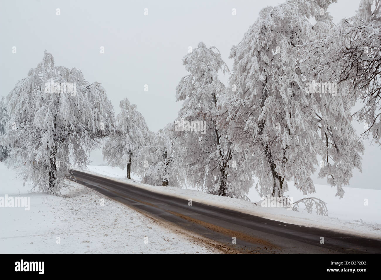 Nice winter landscape with trees snow and sun Stock Photo - Alamy